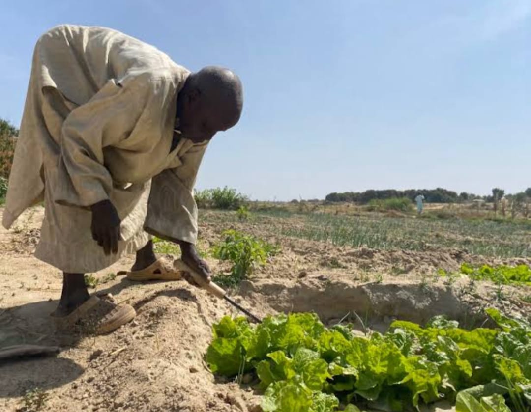 Rain shortage: Borno emirate calls for special prayers over impending ...